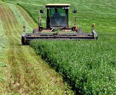 Our Varieties - RAGT