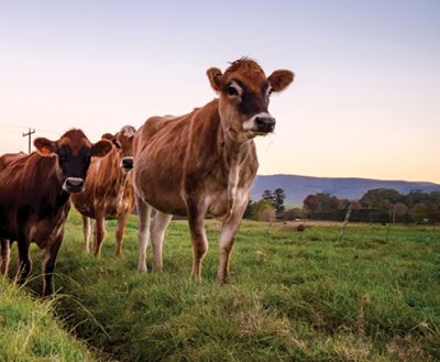 Our Varieties - RAGT