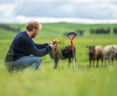 Our Varieties - RAGT