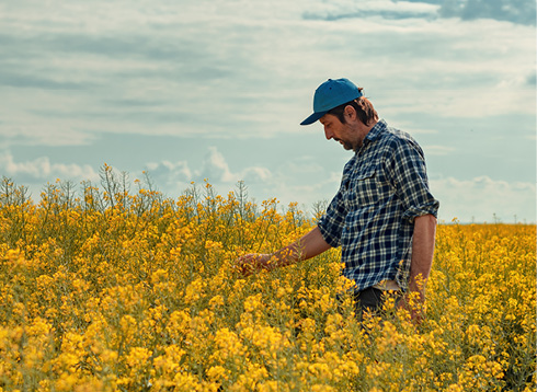Hybrid Canola Technology Fees Vs Success Fees (EPRs) - Which Costs More ...
